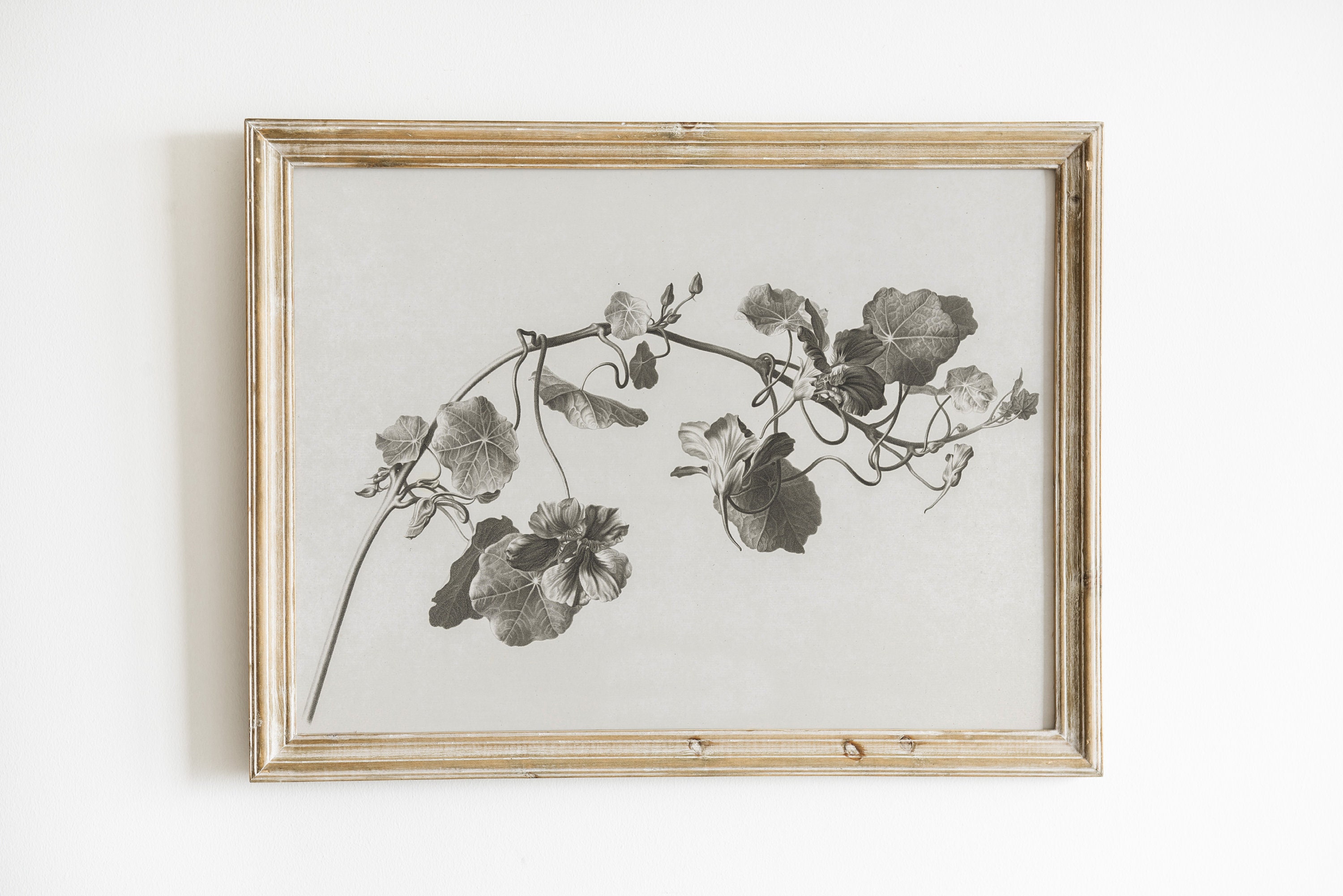 Vintage Sketch Country Flowers Printable Vintage Botanical - Etsy