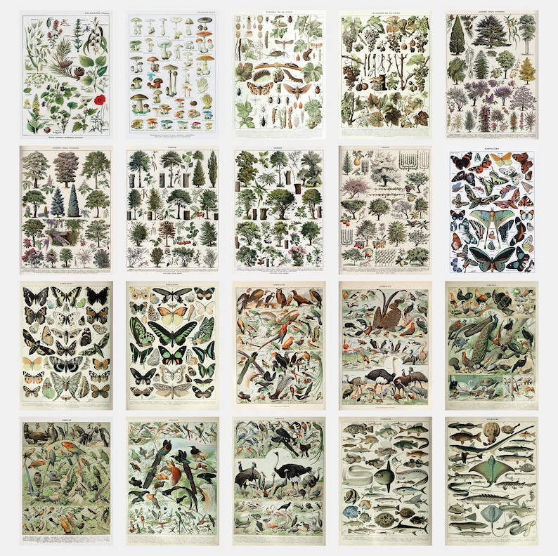Adolphe Millot Botanical Prints, Vintage Gallery Wall Art Set of 100 ...