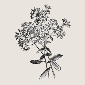 Vintage Sketch Country Flowers Printable, Vintage Botanical Gallery ...