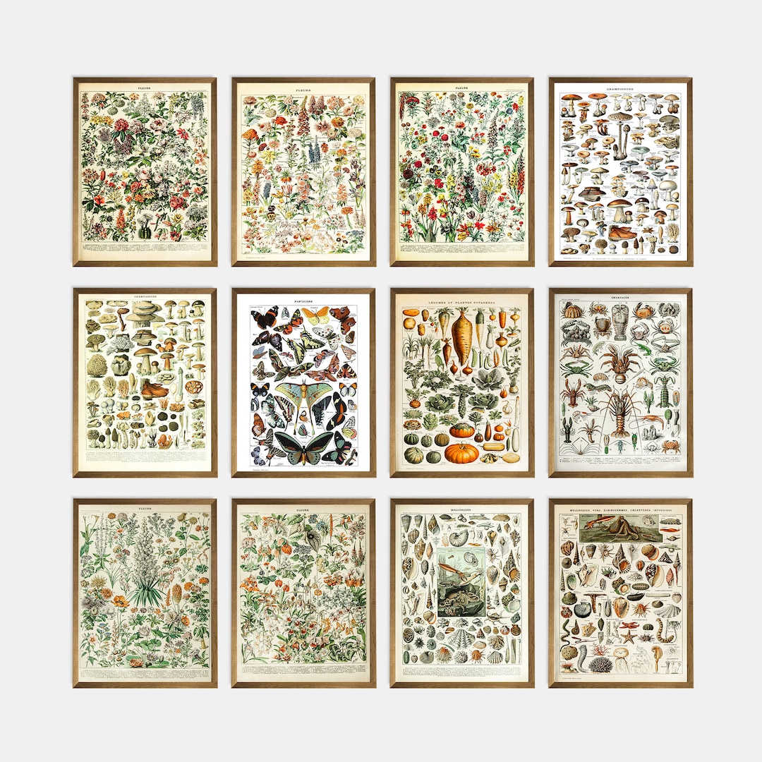 Adolphe Millot Poster Botanical, Antique Botanical Wall Art, Flower Art ...