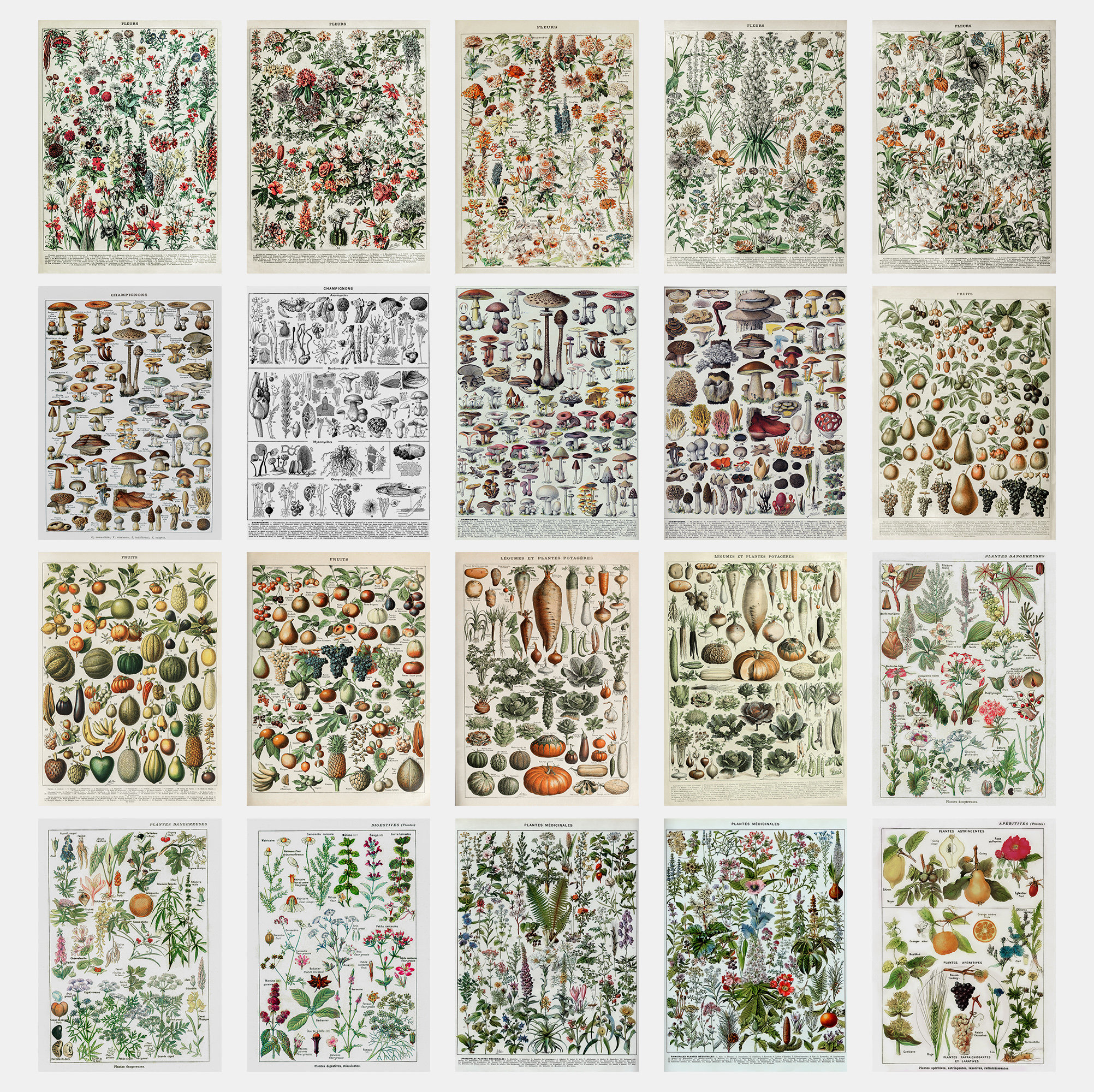Adolphe Millot Botanical Prints, Vintage Gallery Wall Art Set of 100 ...