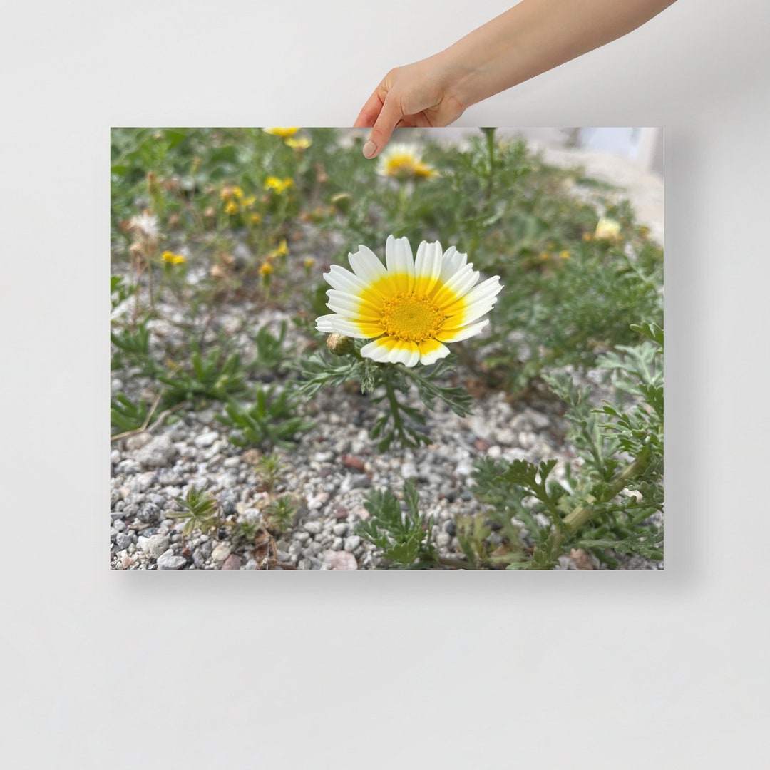 Daisy Flower Poster - Etsy