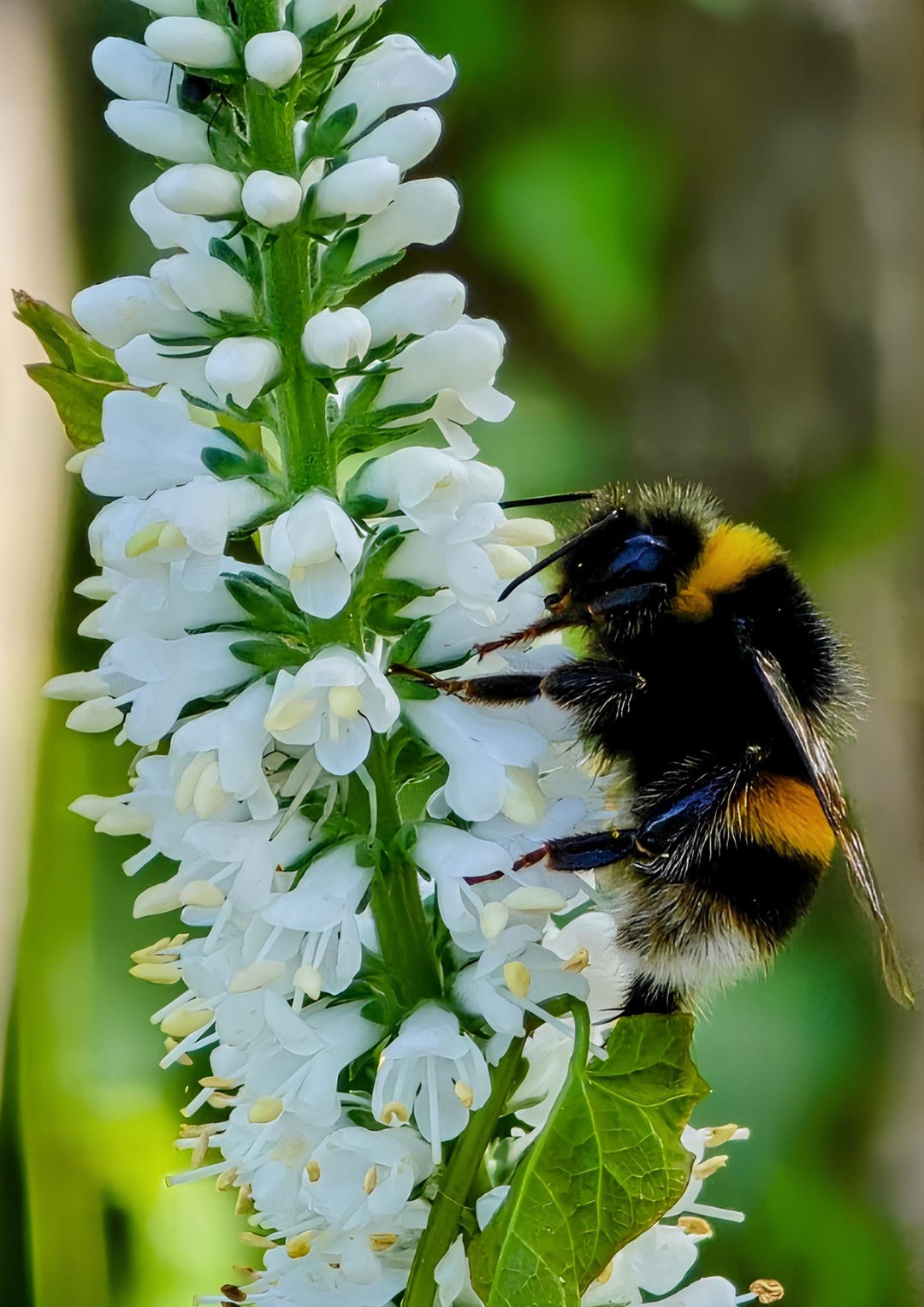 Macro Bumblebee Photography Print | White Floral Botanical Nature Decor ...