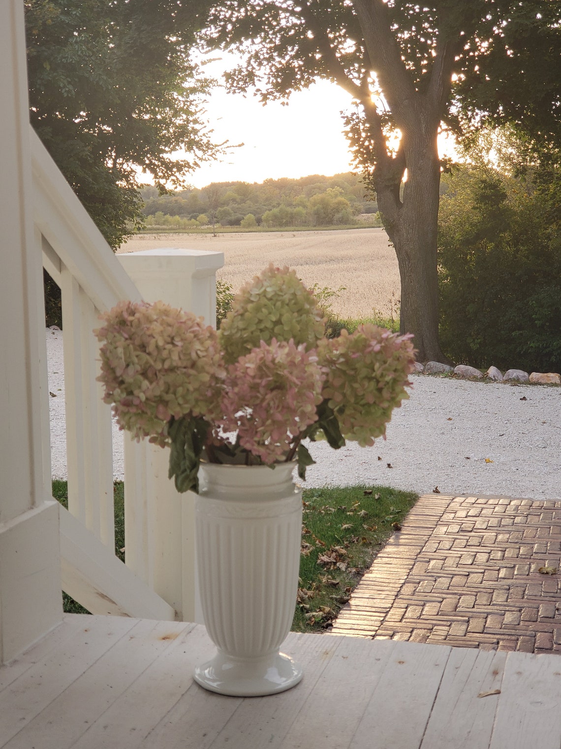 Dried Limelight Hydrangea Paniculata Flower Stems 2022 Crop - Etsy