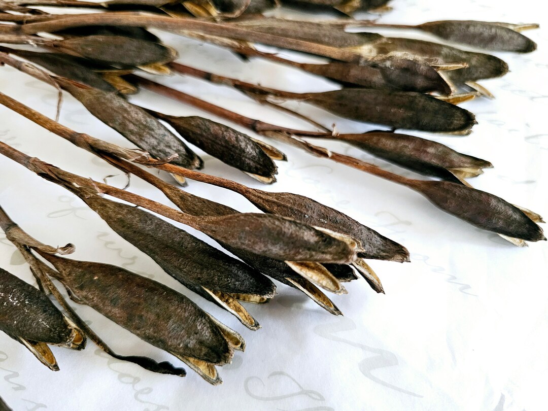 Dried Siberian Iris Pod Flower Stems (iris Sibirica) - Etsy