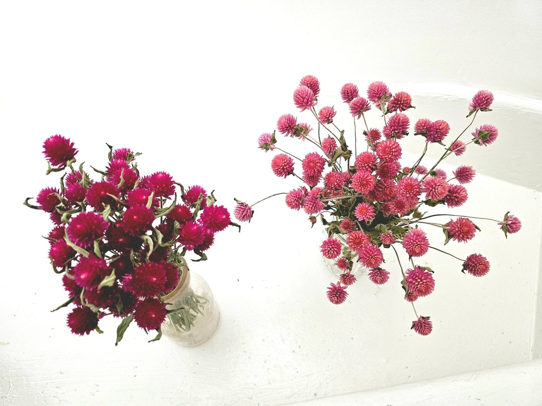 Dried Carmine Red Light Pink Gomphrena Globe Amaranth Flower Stems - Etsy