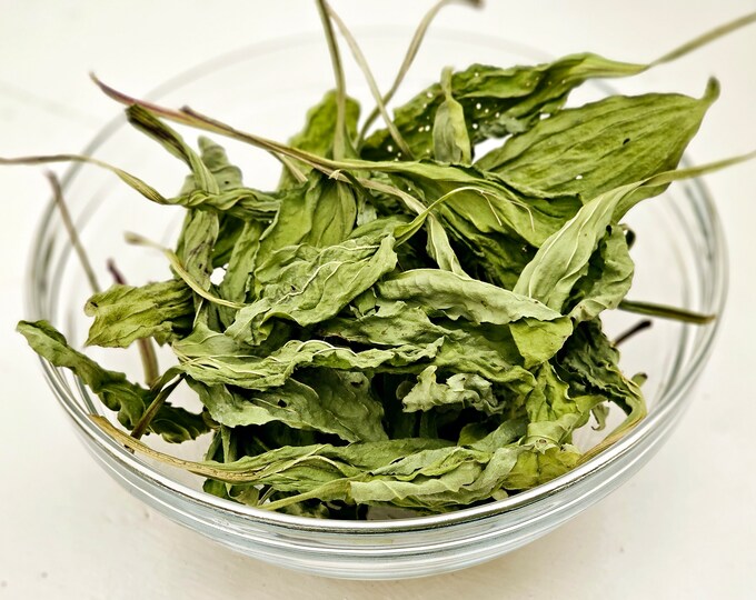 Dried Broadleaf Plantain Herb Leaves 2023 - Etsy