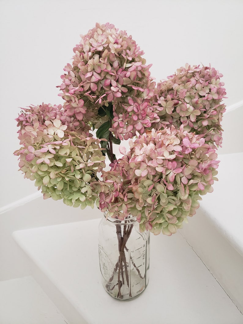 Dried Limelight Hydrangea Paniculata Flower Stems 2022 Crop - Etsy