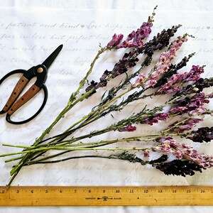 Dried Snapdragon Flower Stems (antirrhinum Majus) - Etsy