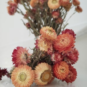 Dried Strawflower Stems, Dried Strawflowers, Orange Dark Red Purple ...