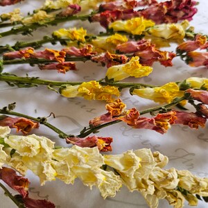 Dried Snapdragon Flower Stems (antirrhinum Majus) - Etsy