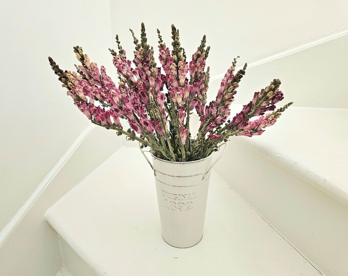 Dried Snapdragon Flower Stems antirrhinum Majus - Etsy