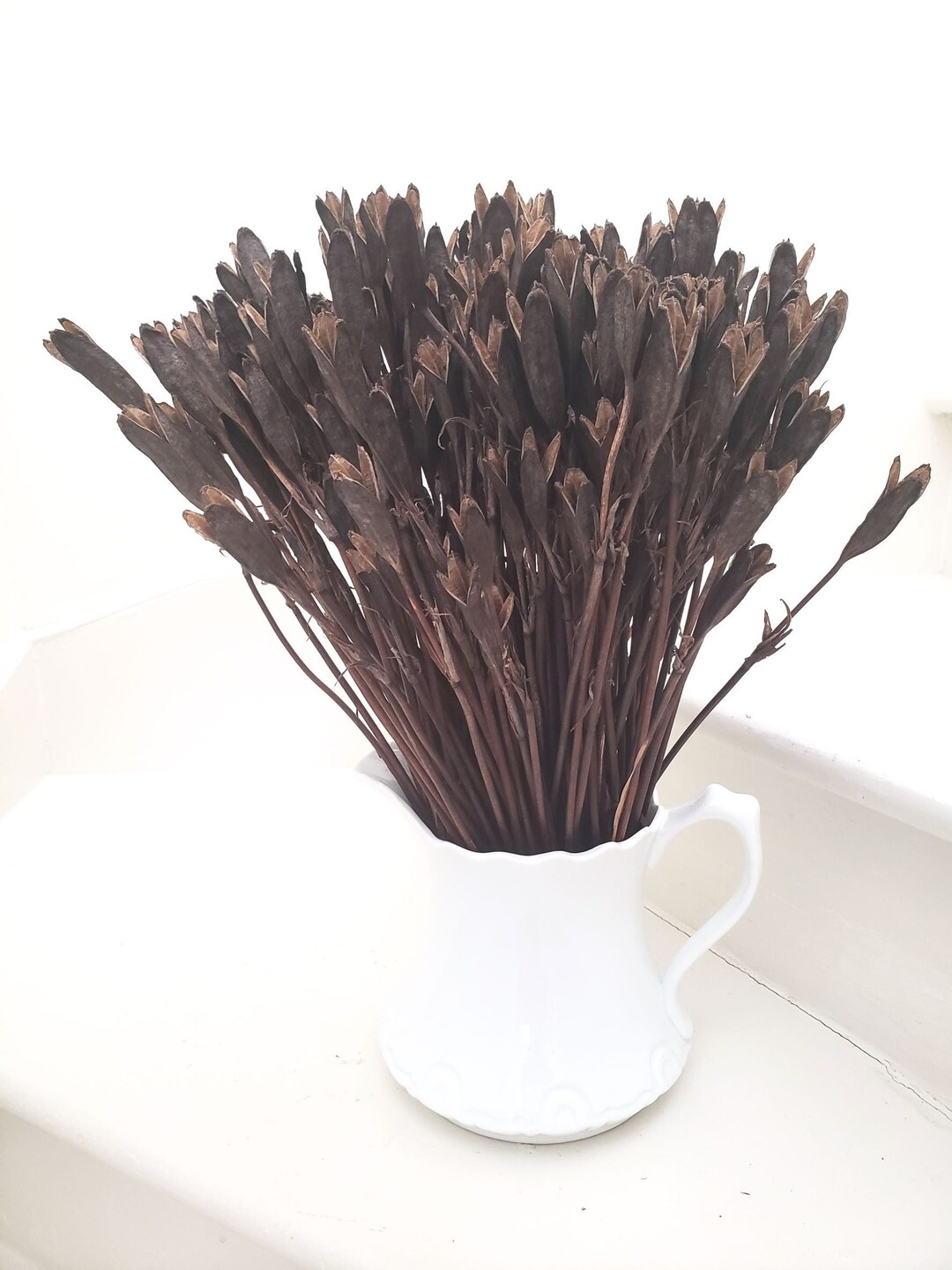 Dried Siberian Iris Pod Flower Stems - Etsy