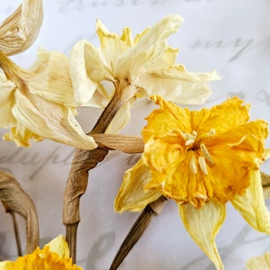 Bunch of 12 Dried Daffodil Narcissus Flower Stems - Etsy