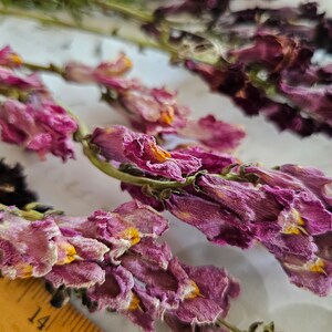 Dried Snapdragon Flower Stems (antirrhinum Majus) - Etsy