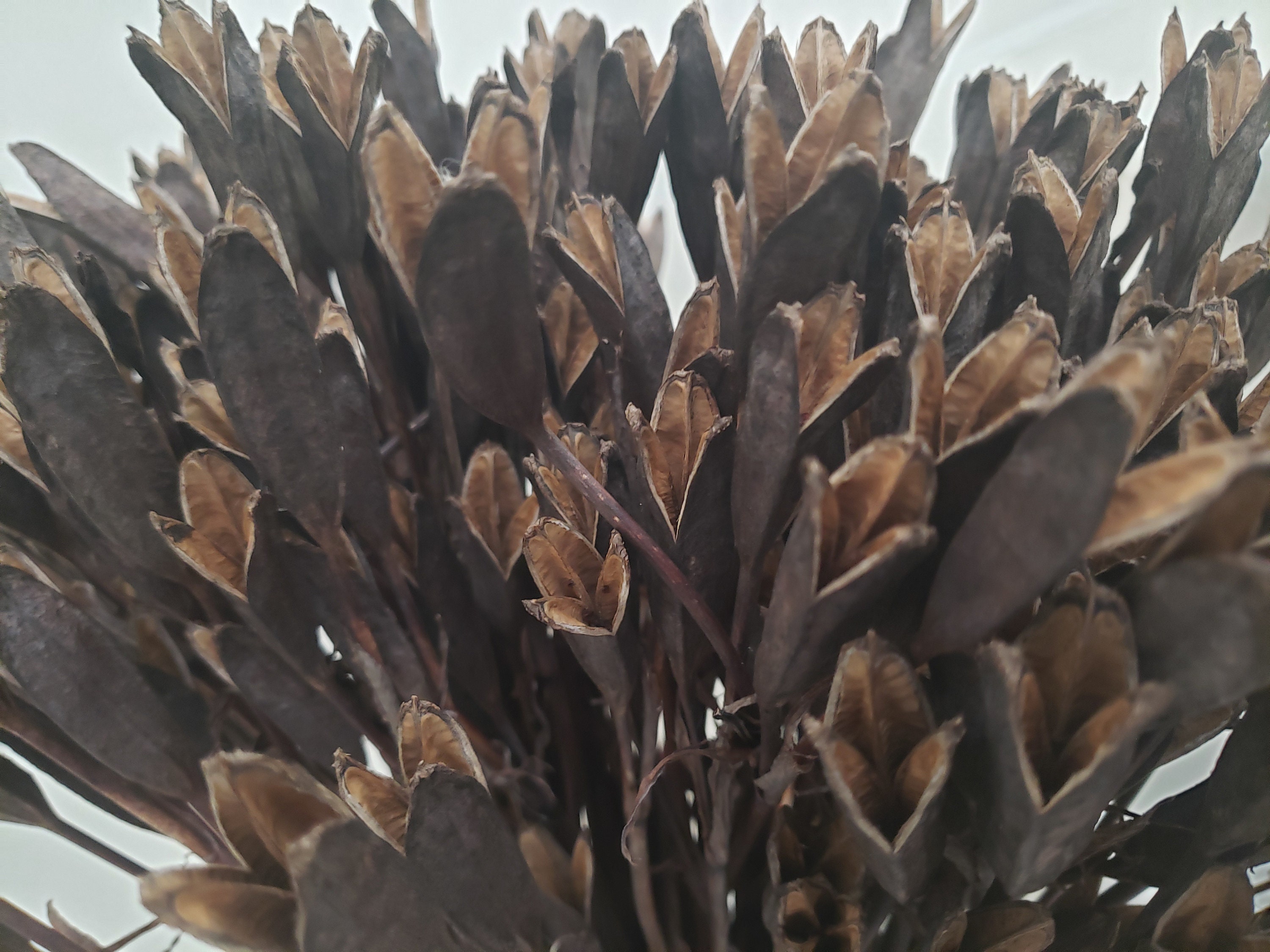 Dried Siberian Iris Pod Flower Stems (iris Sibirica) - Etsy