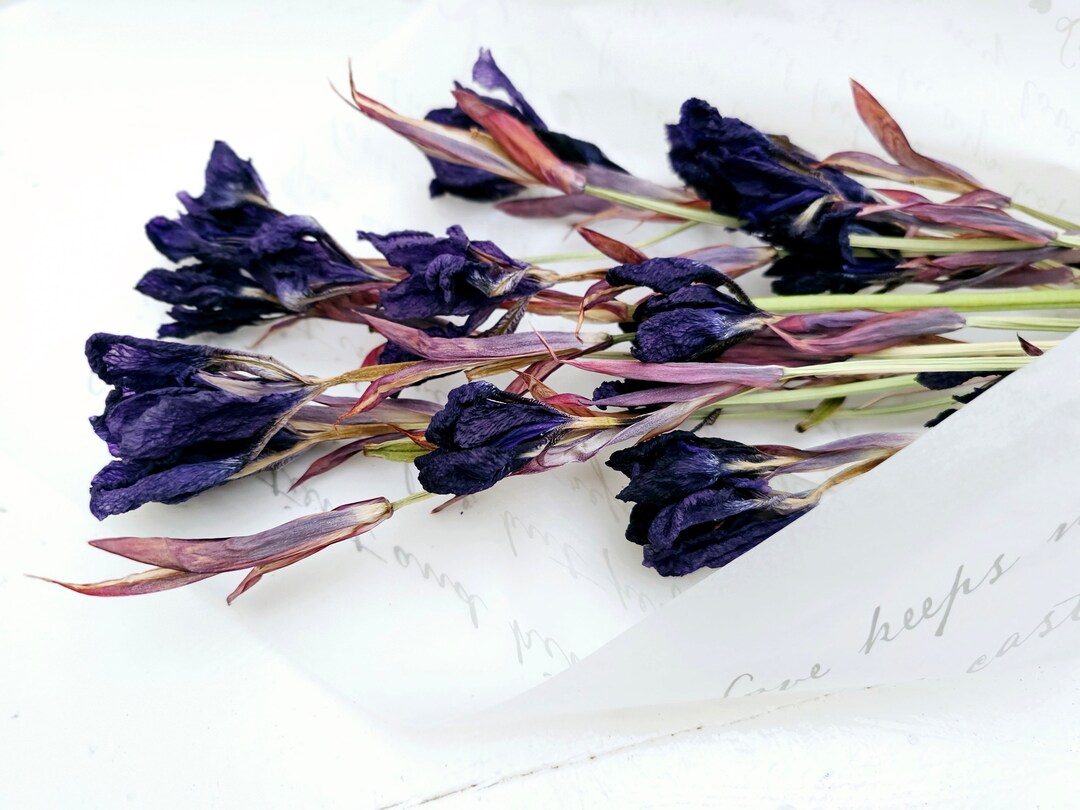 Deep Purple Dried Siberian Iris Flower Stems NEW SEASON! Just Arrived ...