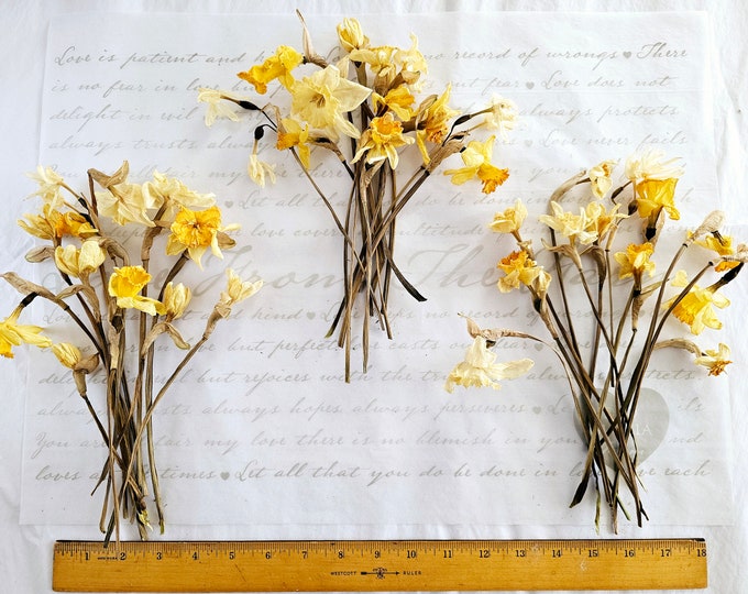 Bunch of 12 Dried Daffodil Narcissus Flower Stems - Etsy