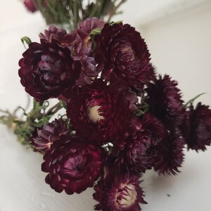 Dried Strawflower Stems, Dried Strawflowers, Orange Dark Red Purple ...