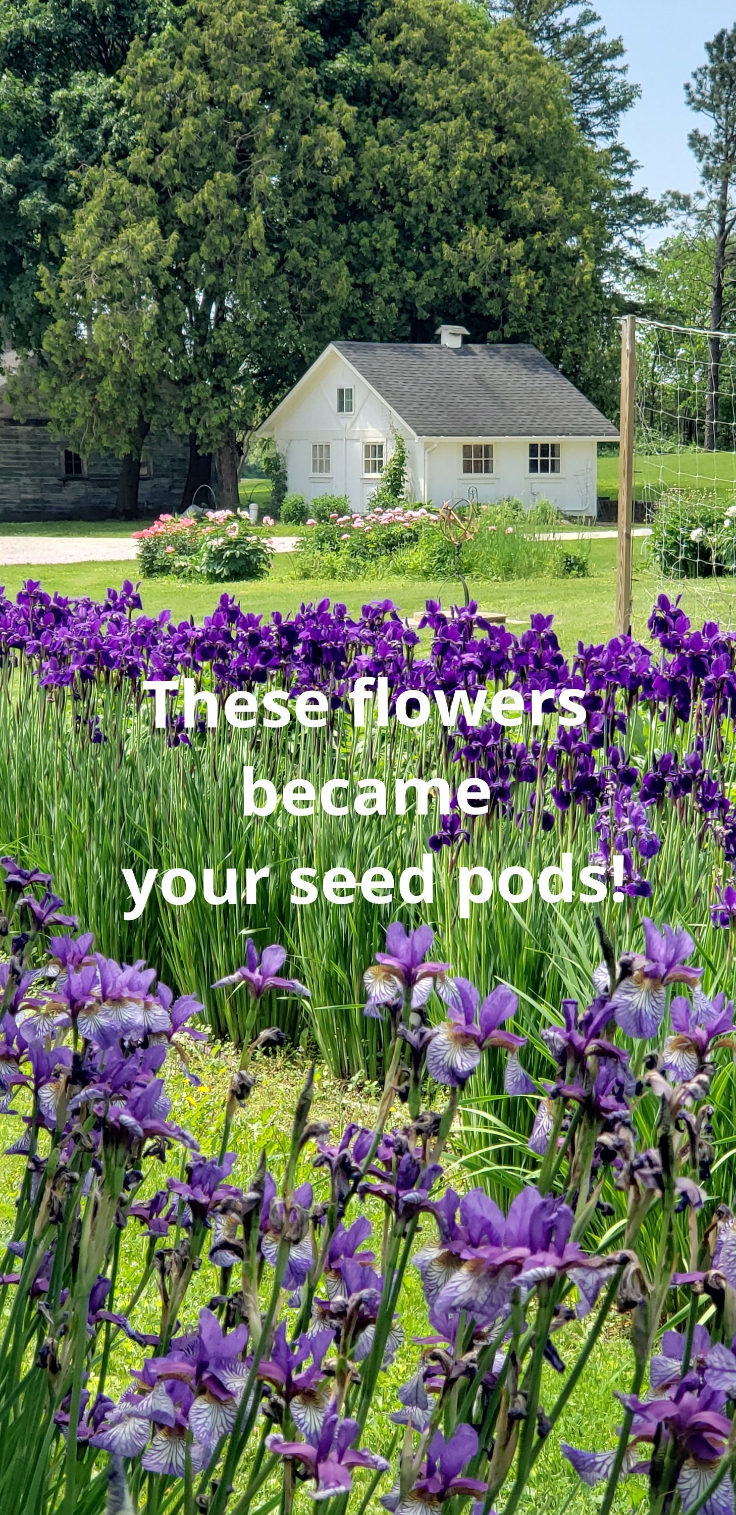 Dried Siberian Iris Pod Flower Stems iris Sibirica - Etsy