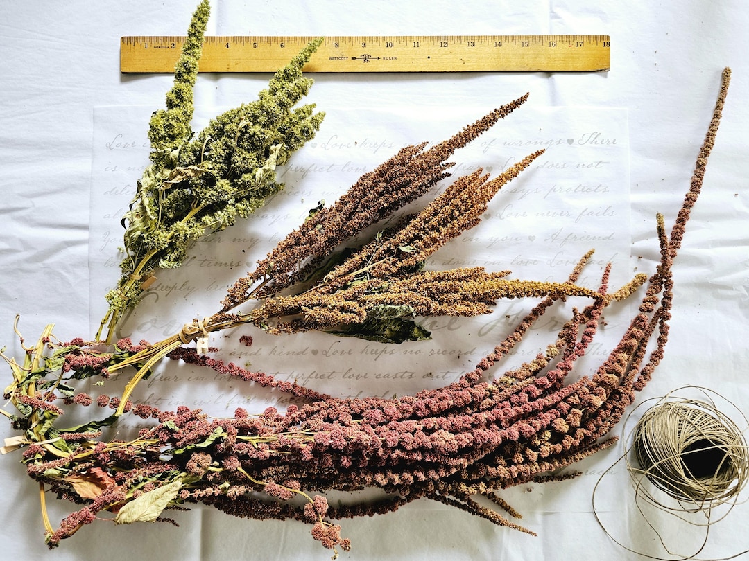 Bundle of Dried Amaranth Flower Stems With Color Options - Etsy