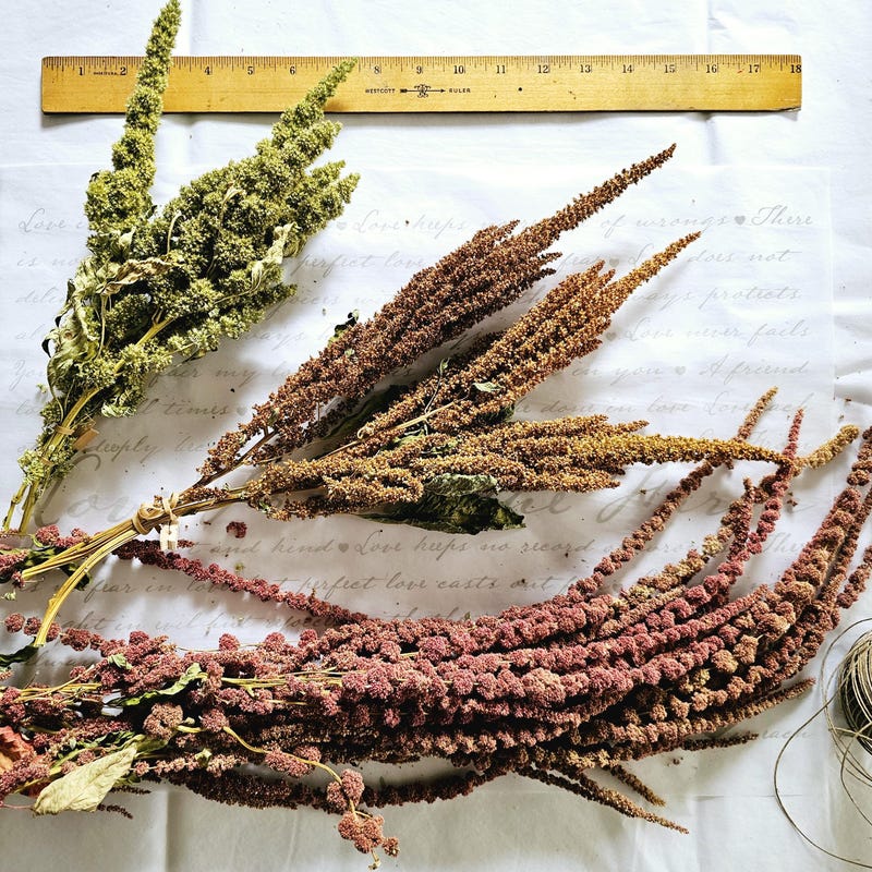 Dried Amaranthus - Etsy