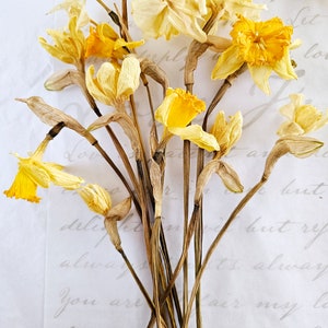 Bunch of 12 Dried Daffodil Narcissus Flower Stems - Etsy