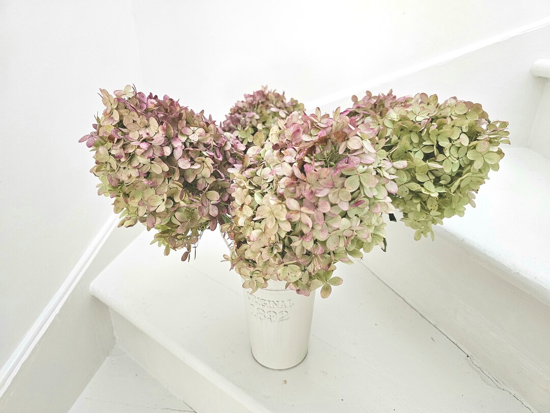 Dried Limelight Hydrangea Paniculata Flower Stems (2025 Crop) - Etsy