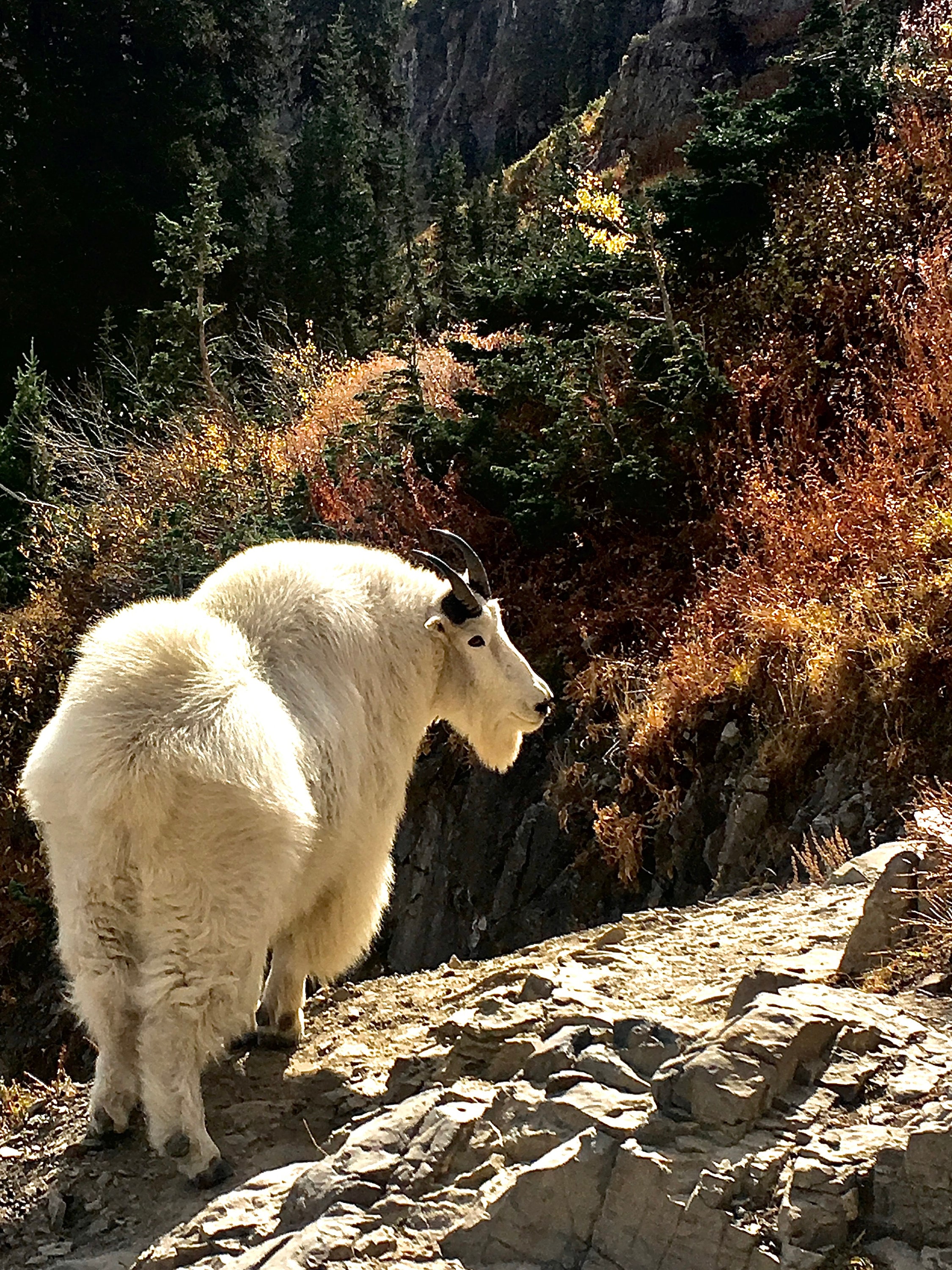World Record Mountain Goat