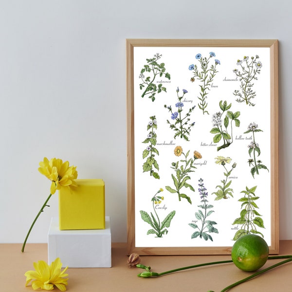 Herbal Poster - Etsy