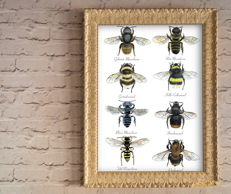 Native Wild Bees, Nature Poster A4/A3, Bumblebee, Bees Illustration ...