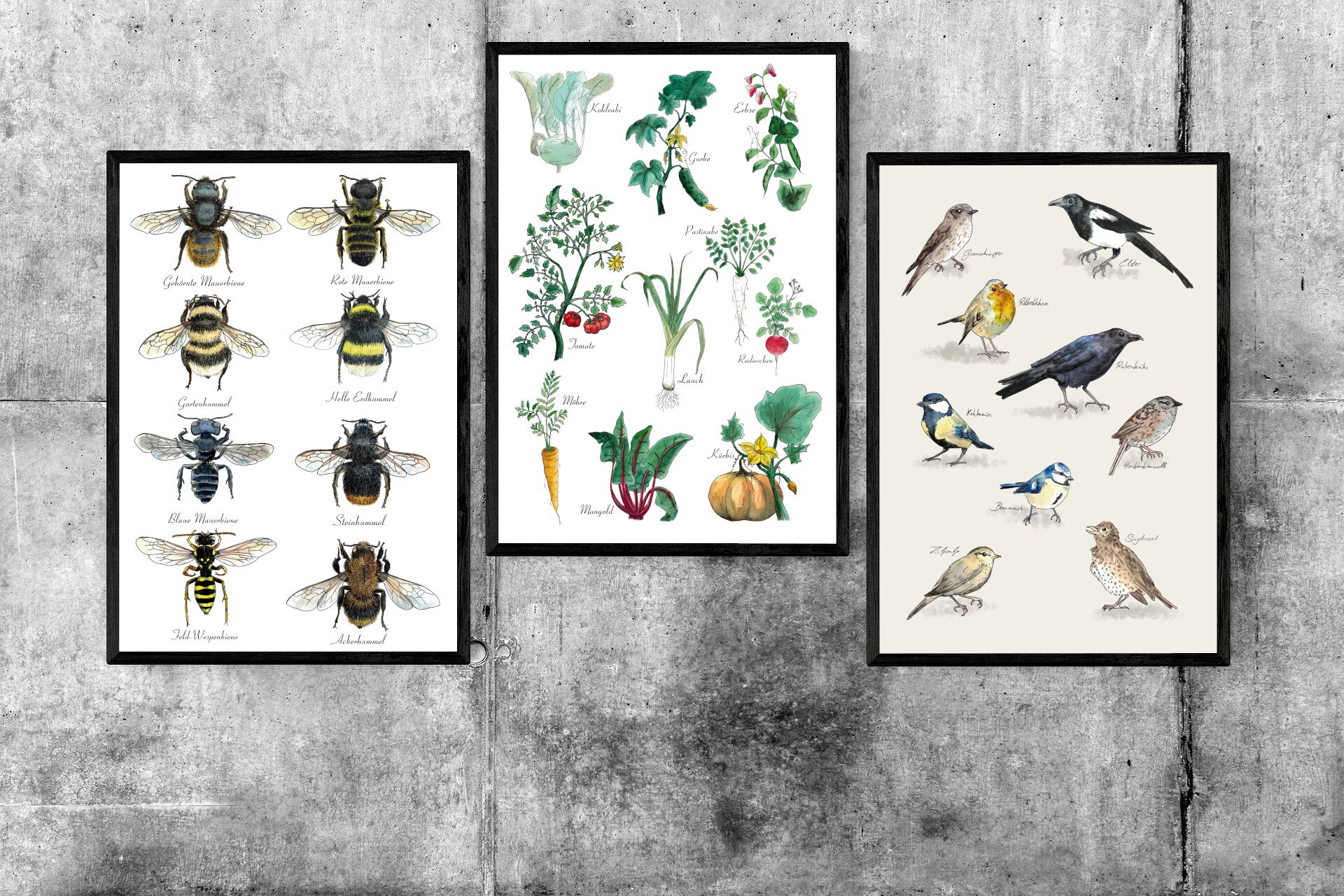 Native Wild Bees, Nature Poster A4/A3, Bumblebee, Bees Illustration ...