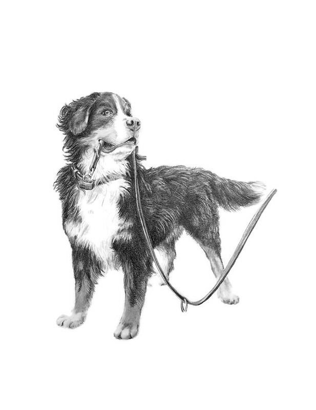 Custom Pet Portrait Gift Dog Drawing From Photo to Sketch Memorial Pet ...