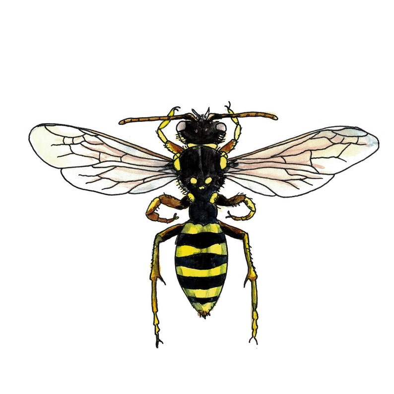 Native Wild Bees, Nature Poster A4/A3, Bumblebee, Bees Illustration ...