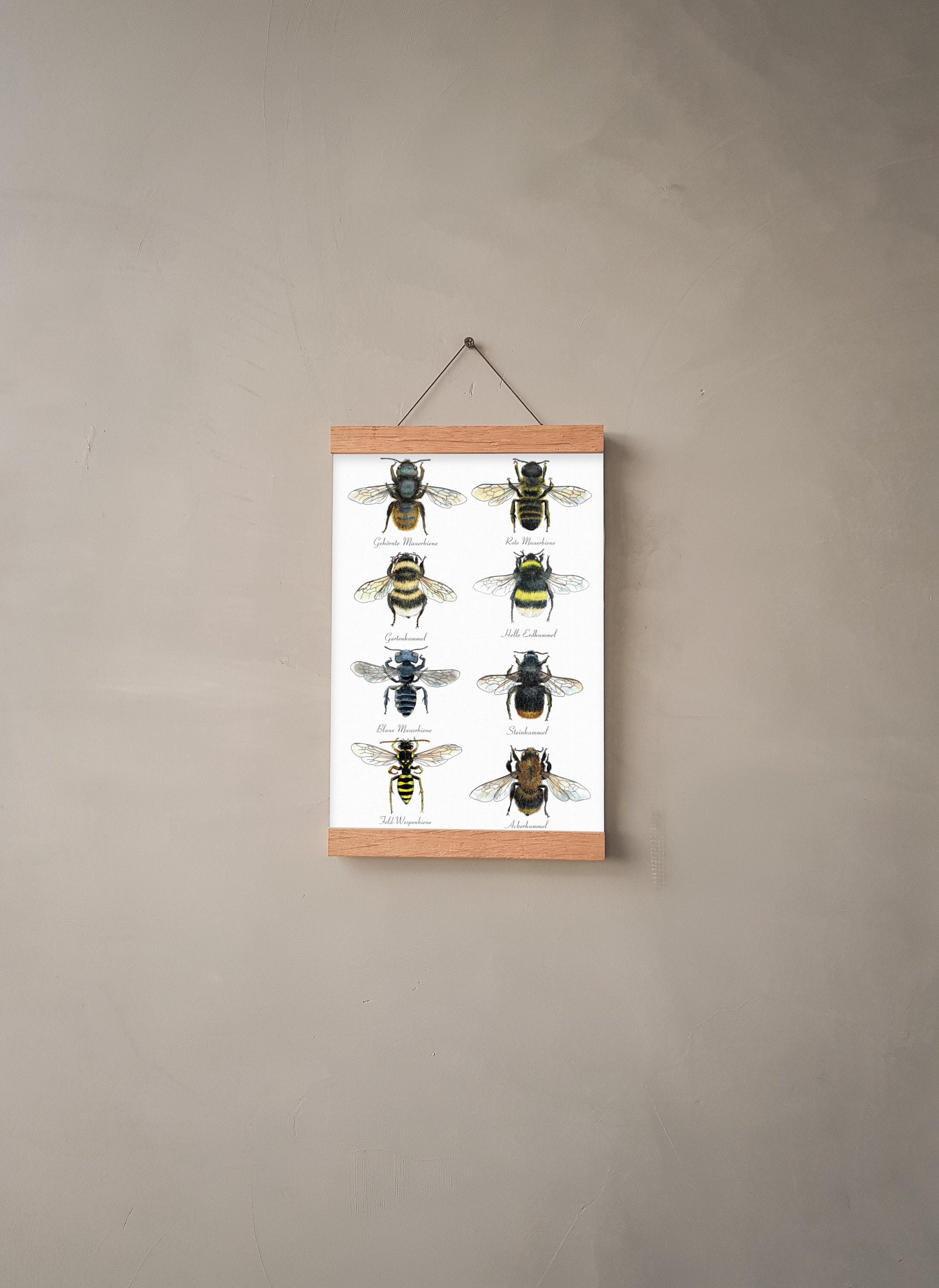 Native Wild Bees, Nature Poster A4/A3, Bumblebee, Bees Illustration ...