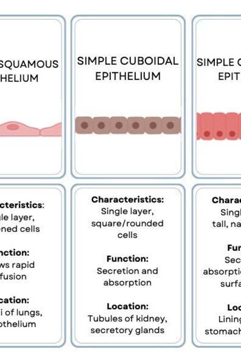 Epithelial Tissues Histology Flash Cards - Etsy