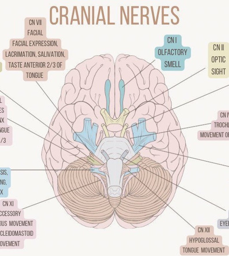 Cranial Nerves Cheat Sheet - Etsy UK