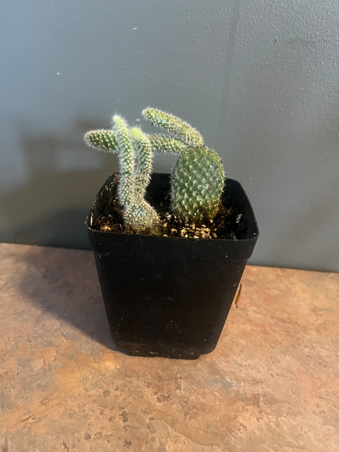 Opuntia Microdasys Albata White Bunny Ears Cactus - Etsy