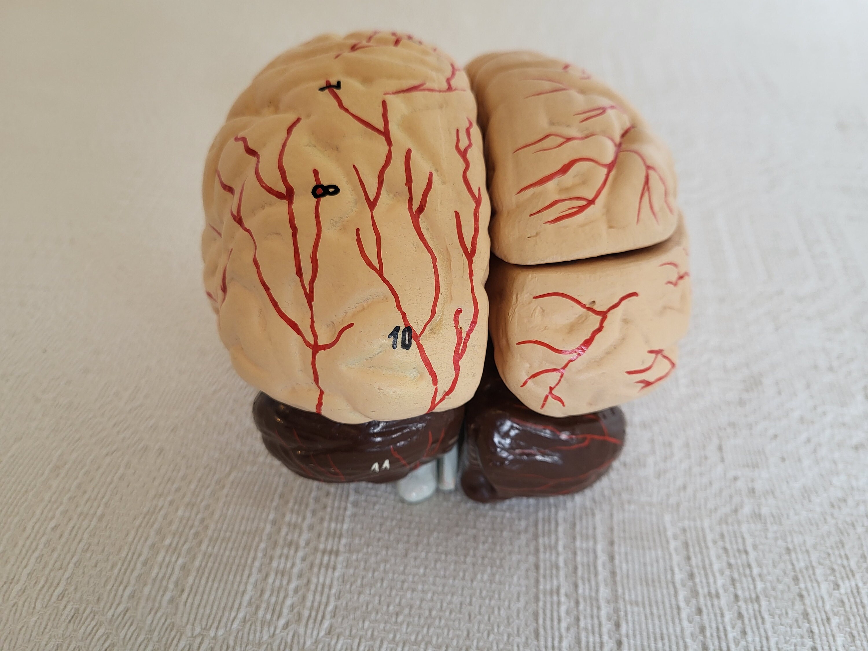 Human Brain Model, Anatomical Model, Training Brain Model, Real Size ...