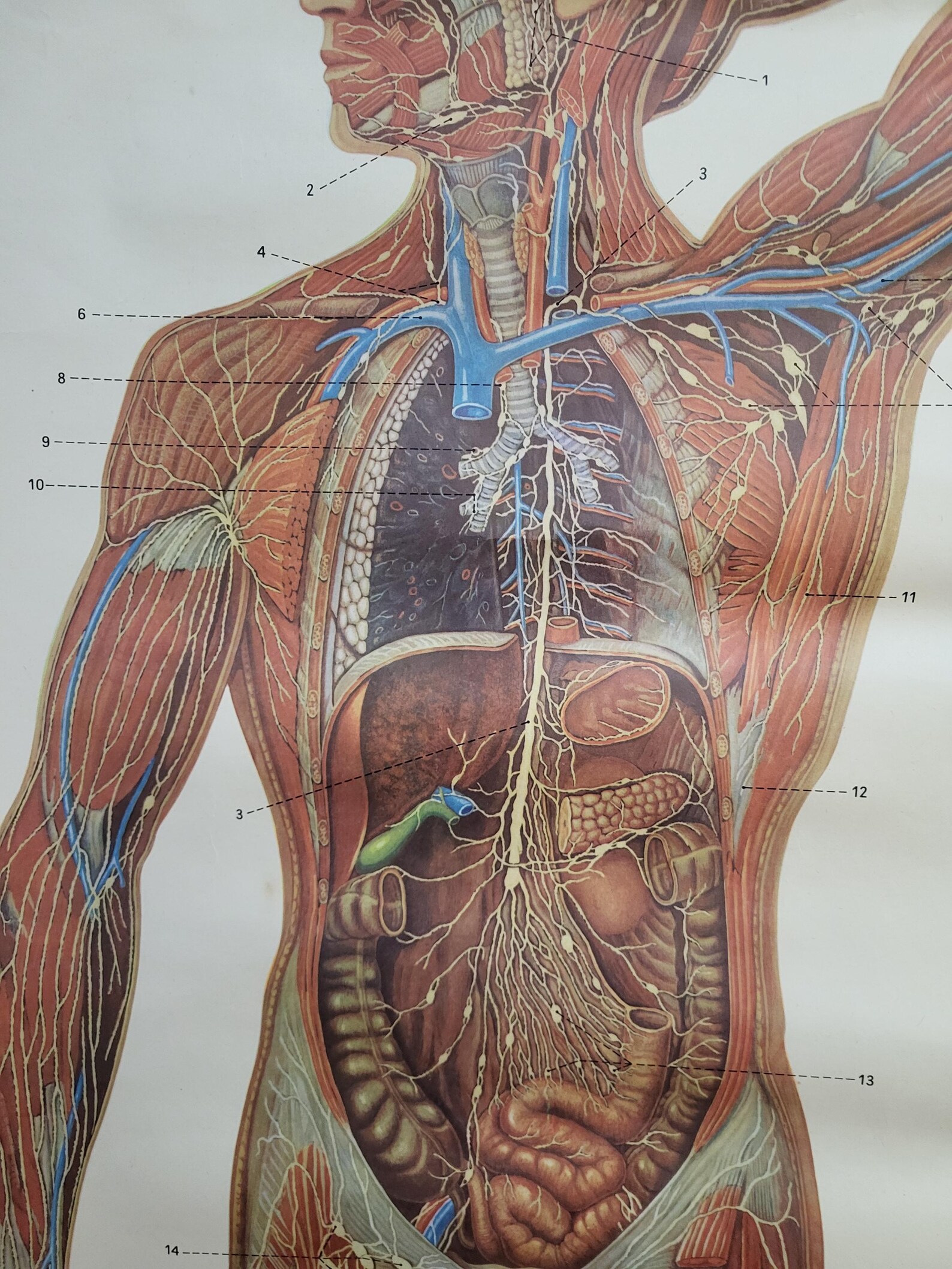 Vintage Anatomical Poster, Lymph Nodes Diagram, Large Poster, Human ...