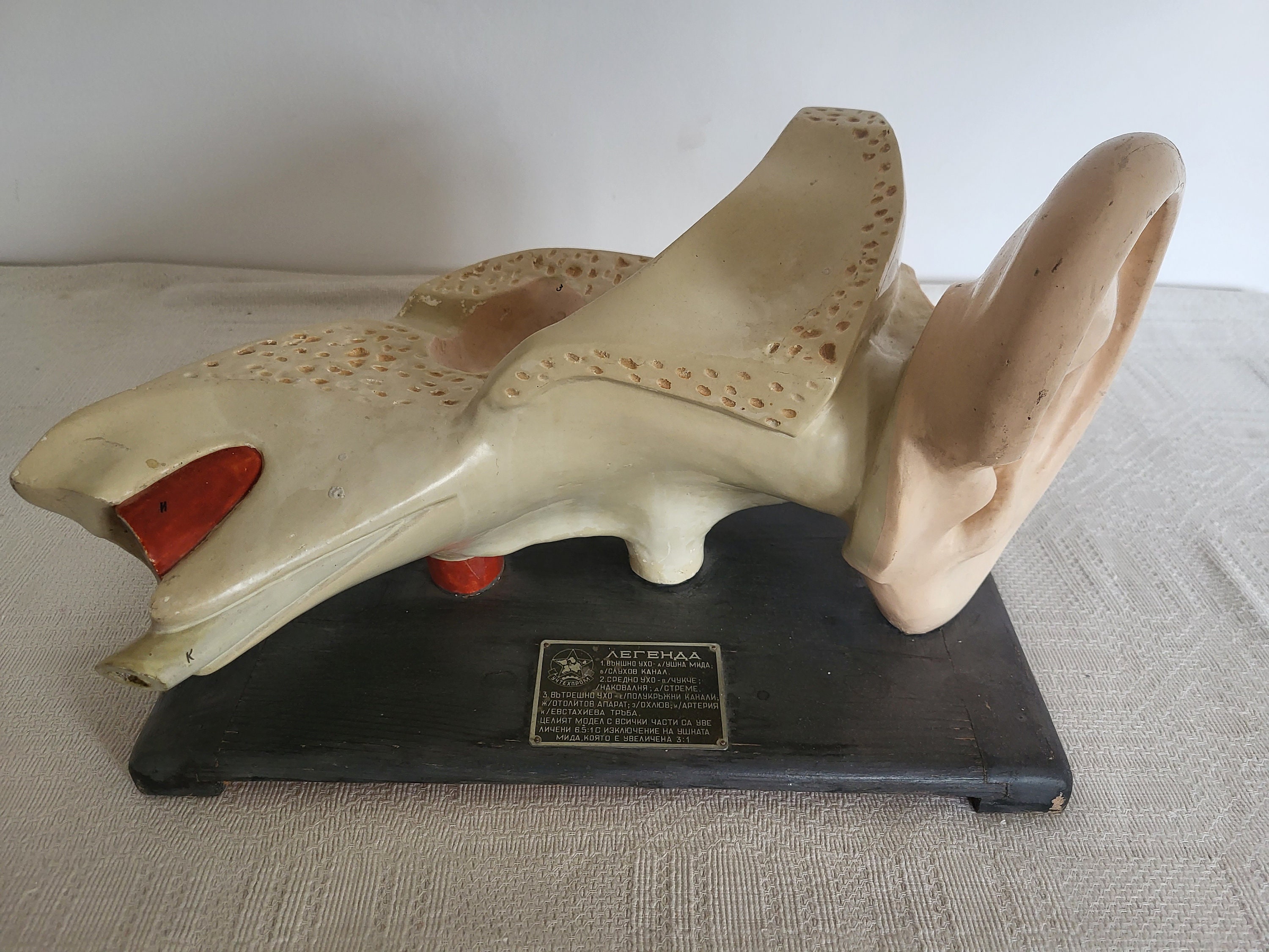 Antique Anatomical Model, Human Ear Model, Scale 3:1, Papier Mache ...