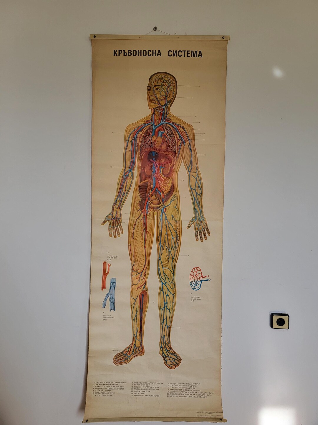 Vintage Anatomical Poster of the Human Circulatory System, 1982, Large ...