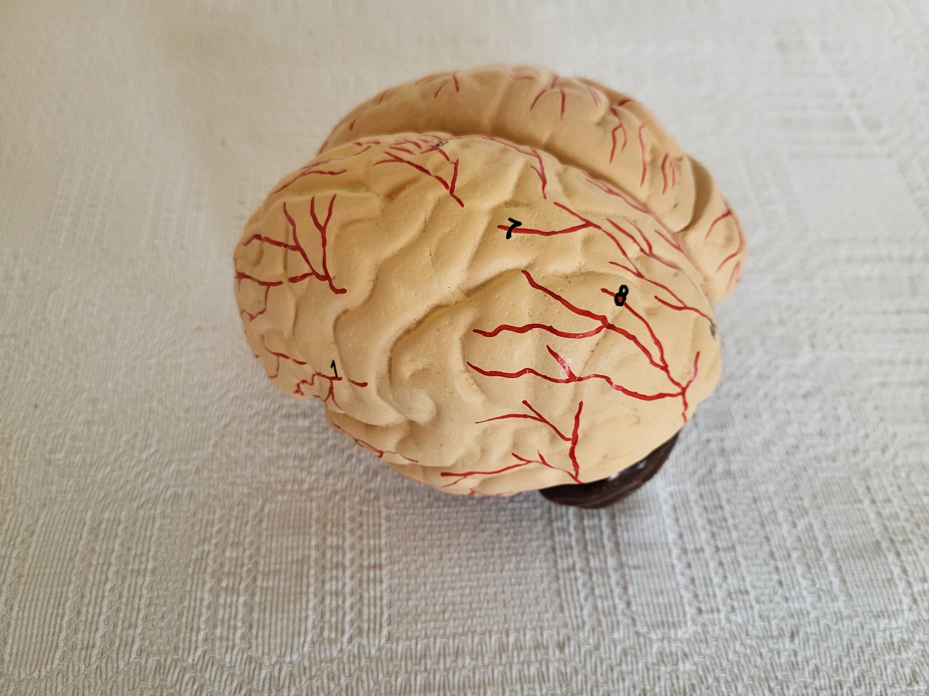 Human Brain Model, Anatomical Model, Training Brain Model, Real Size ...