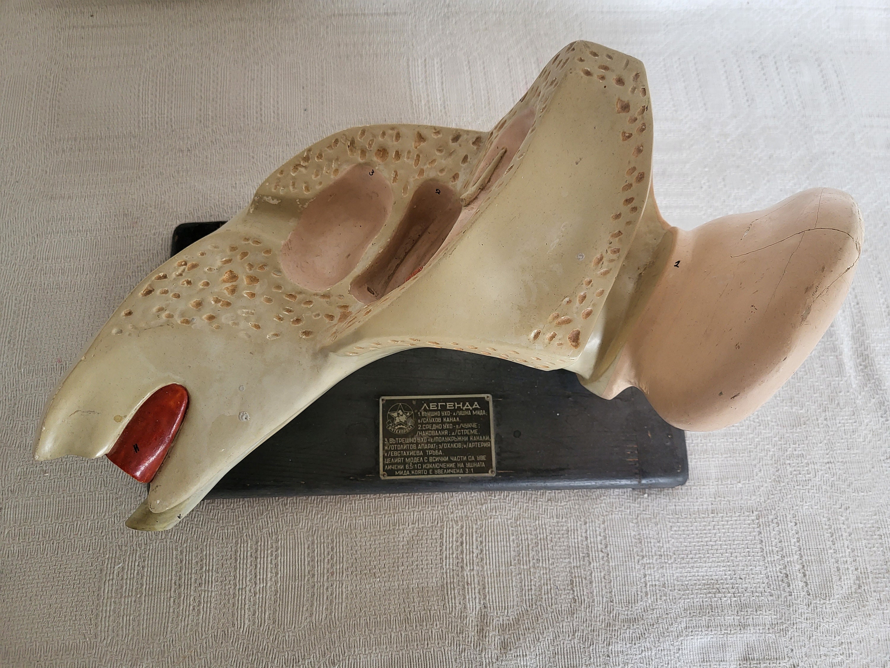 Antique Anatomical Model, Human Ear Model, Scale 3:1, Papier Mache ...