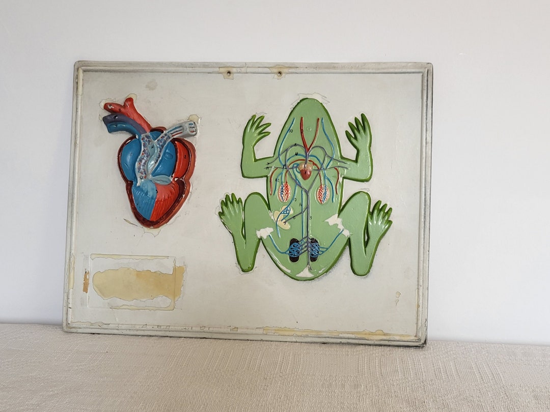 Anatomical Model , Frog Device , Wall Panel , Blood System , Frog Heart ...