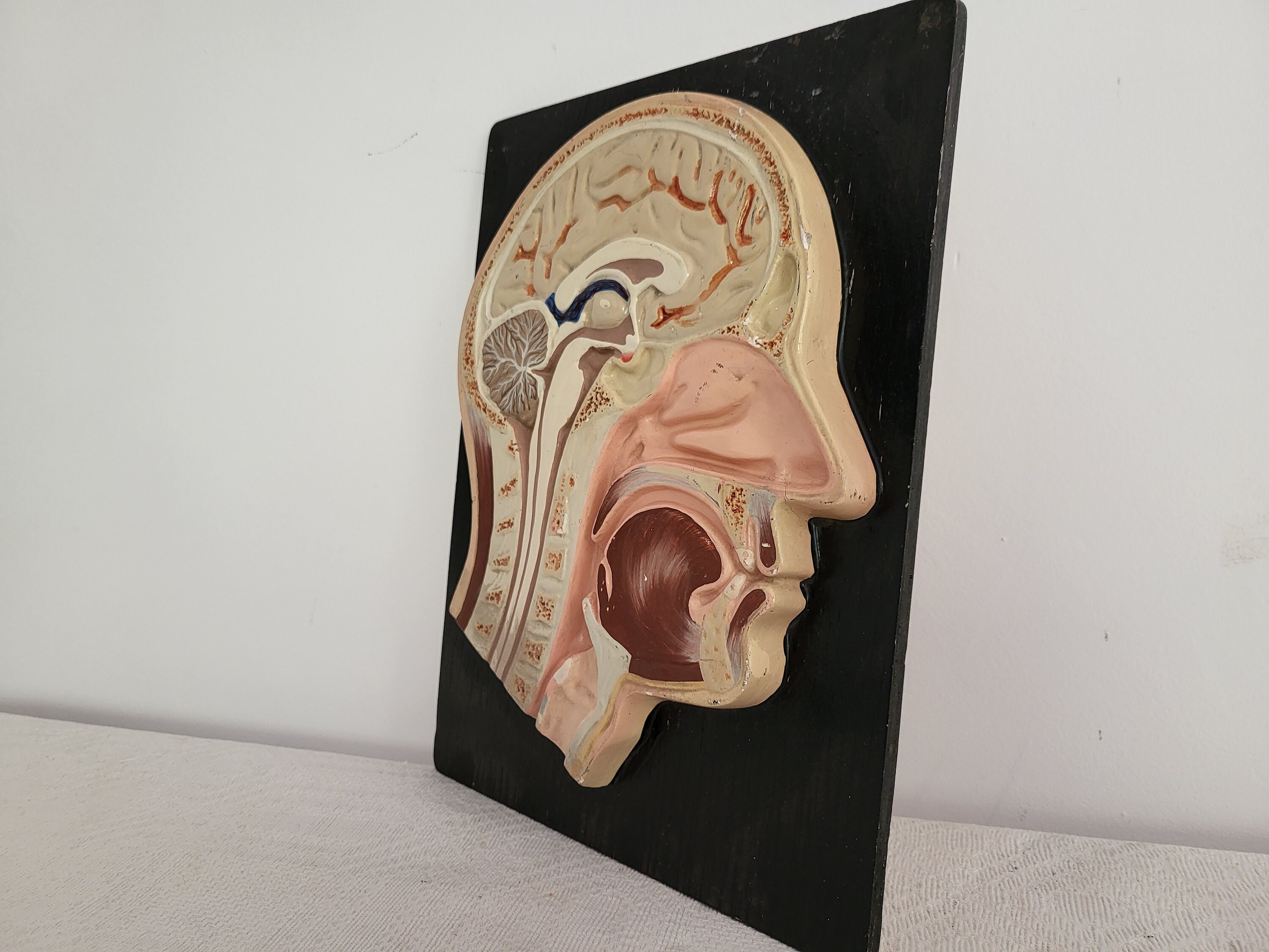 Antique Model , Human Head , Anatomical Model , Solid Plaster Practice ...