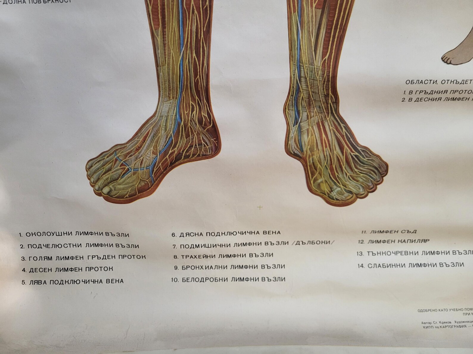Vintage Anatomical Poster, Lymph Nodes Diagram, Large Poster, Human ...
