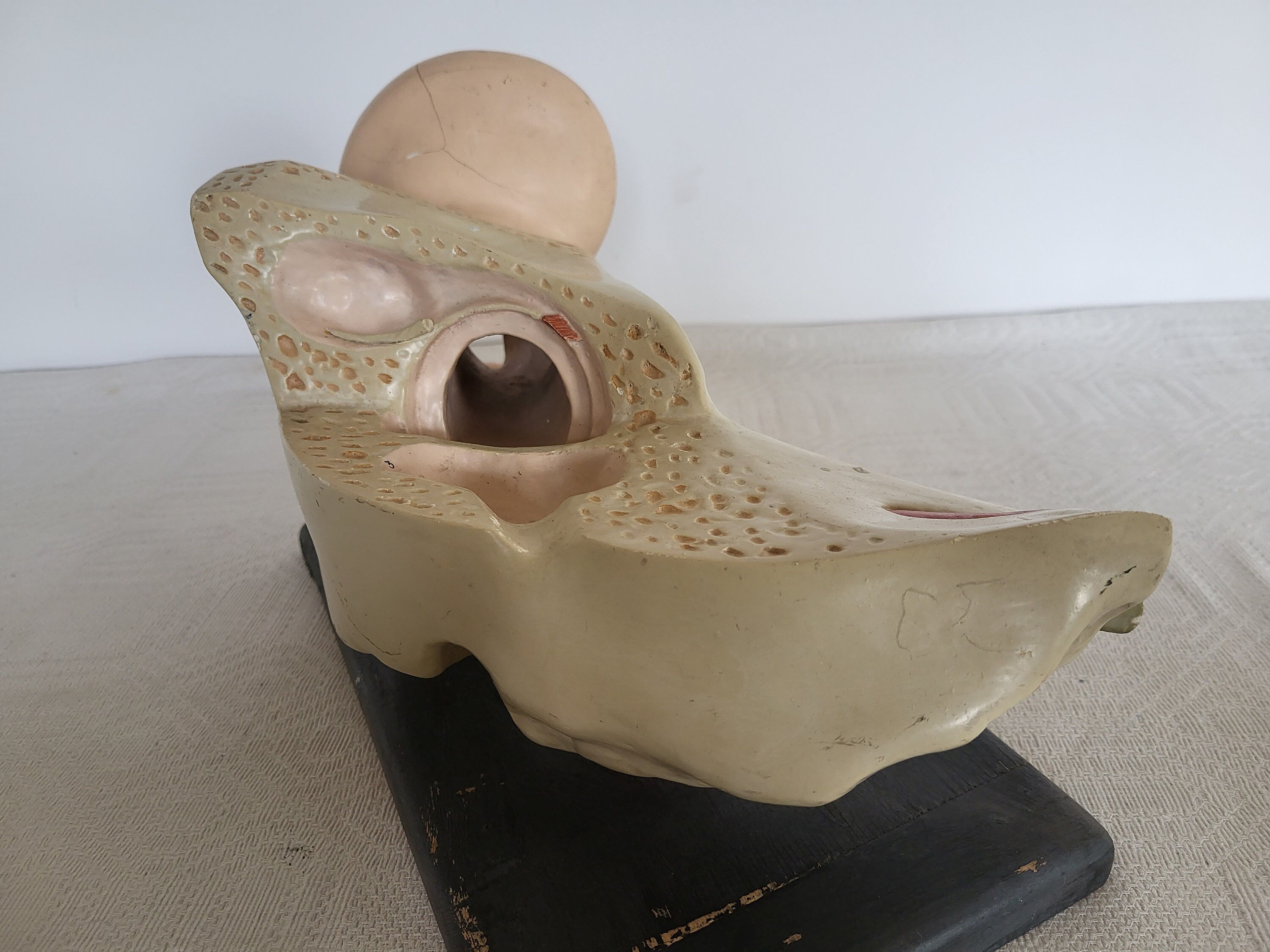 Antique Anatomical Model, Human Ear Model, Scale 3:1, Papier Mache ...