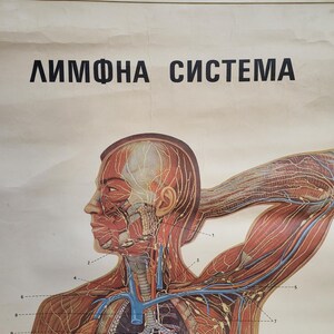 Vintage Anatomical Poster, Lymph Nodes Diagram, Large Poster, Human ...