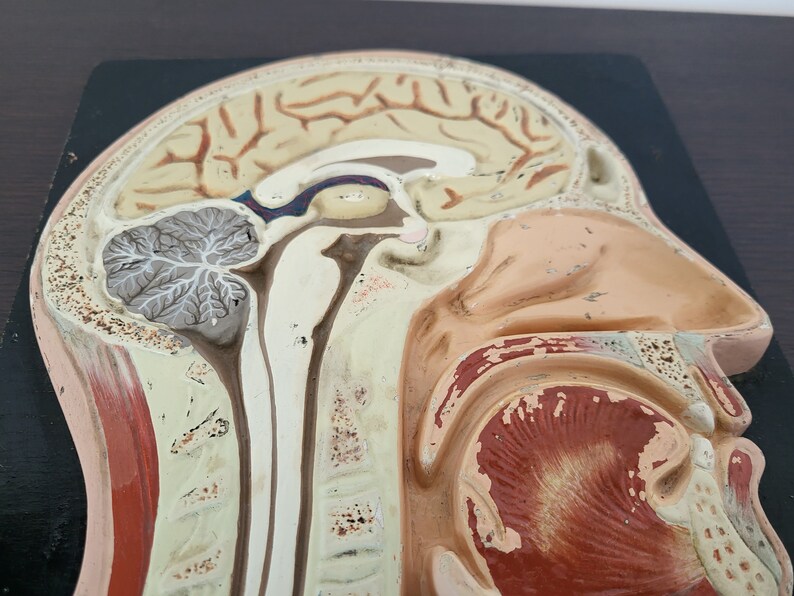 Antique Anatomical Model of Human Head , Handmade , Cross Section ...